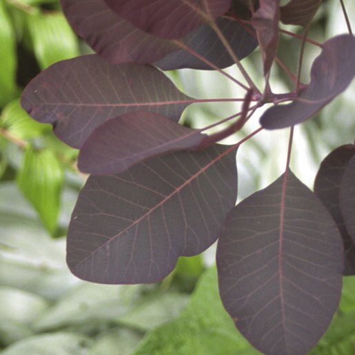 Cotinus X Grace Smoke Tree | SiteOne
