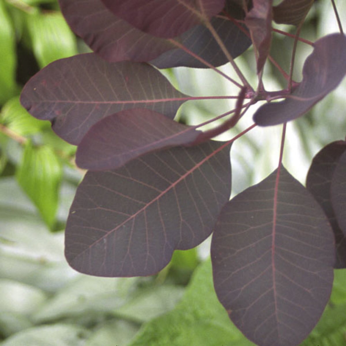 Cotinus X Grace Smoke Tree | SiteOne