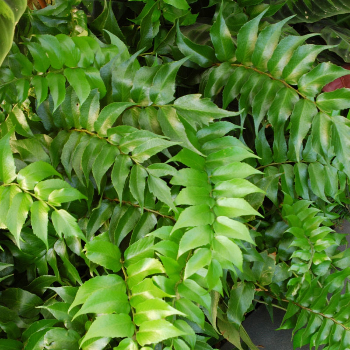 Amazing Japanese Holly Fern Plant Gallery
