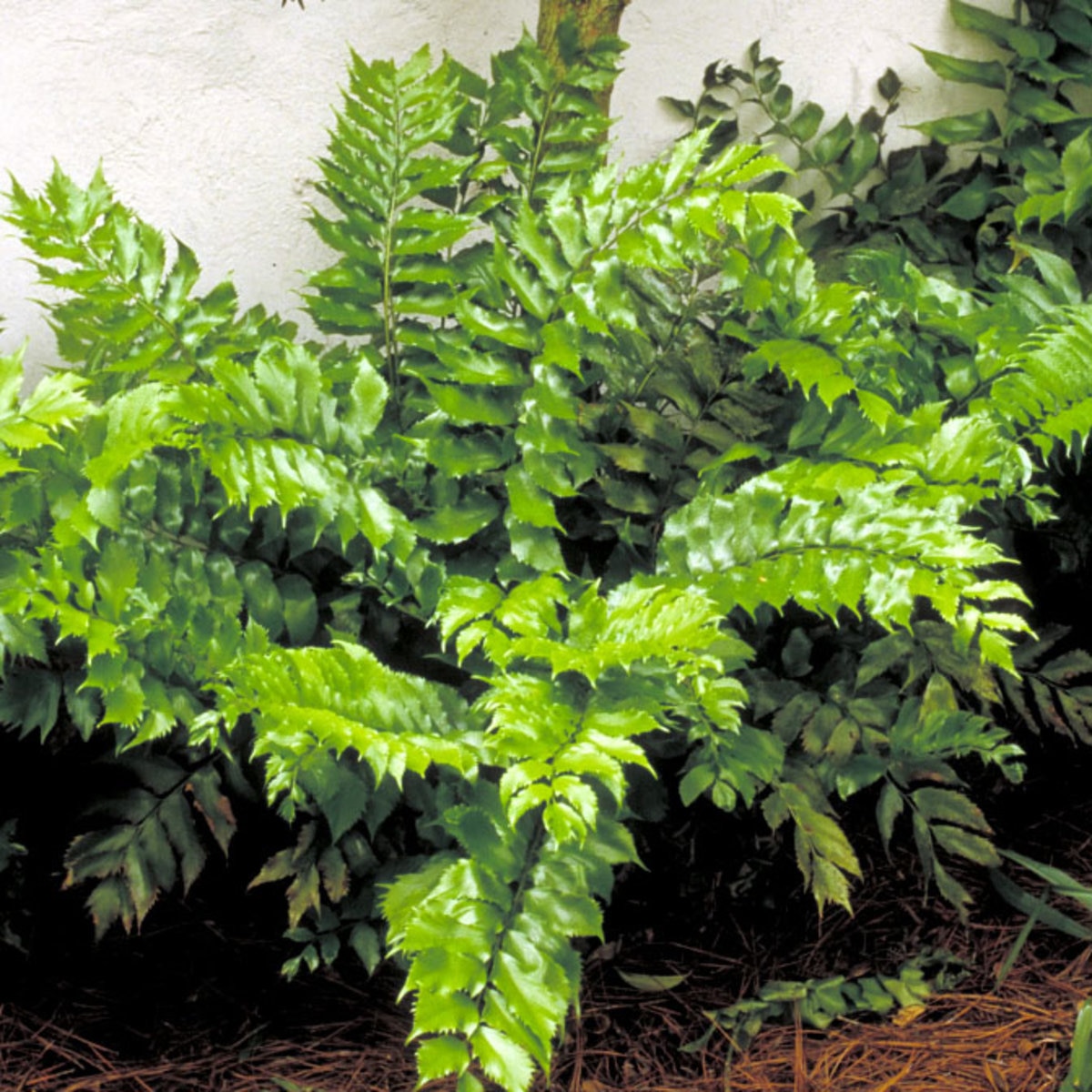 Cyrtomium Falcatum Japanese Holly Fern | SiteOne