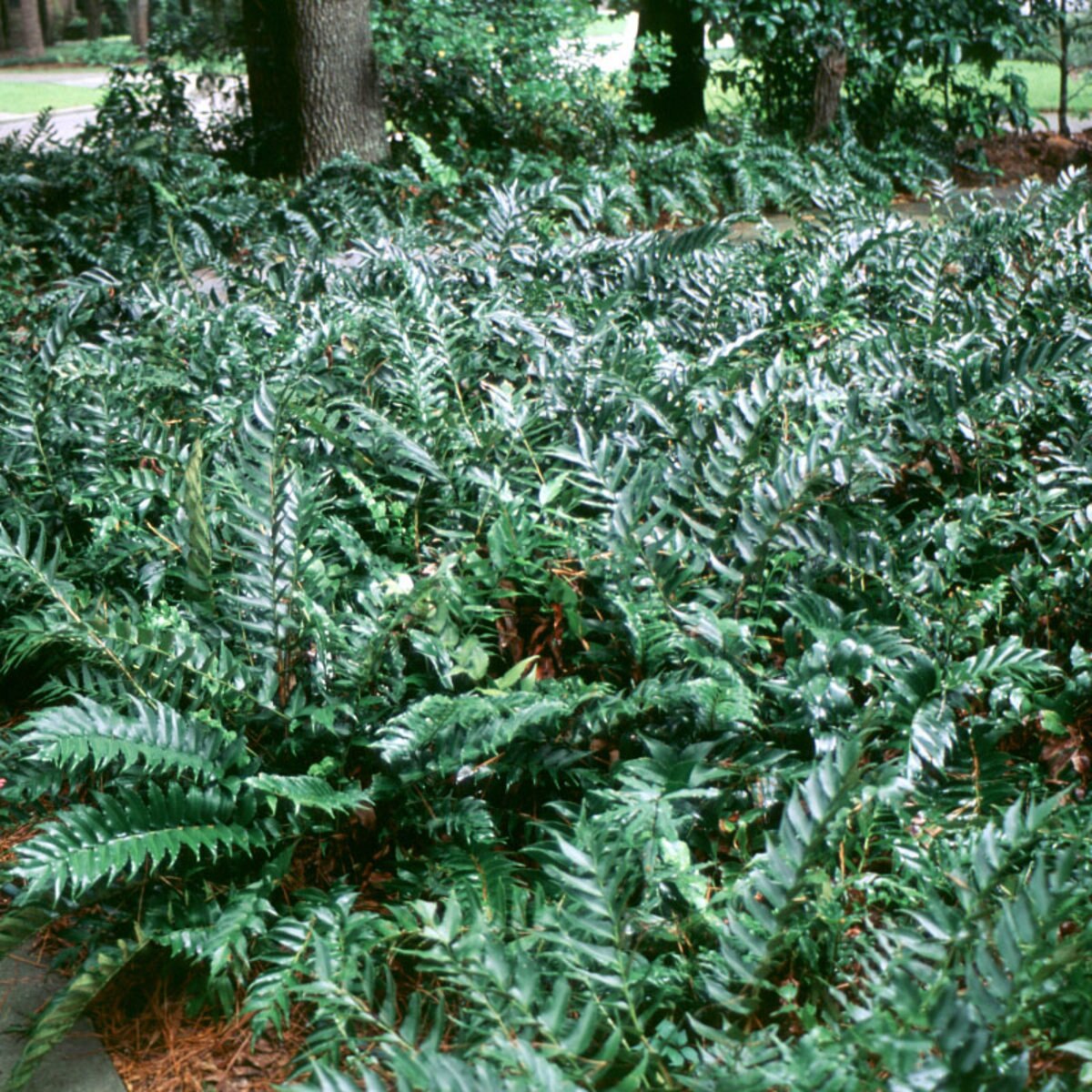 Cyrtomium Falcatum Japanese Holly Fern | SiteOne