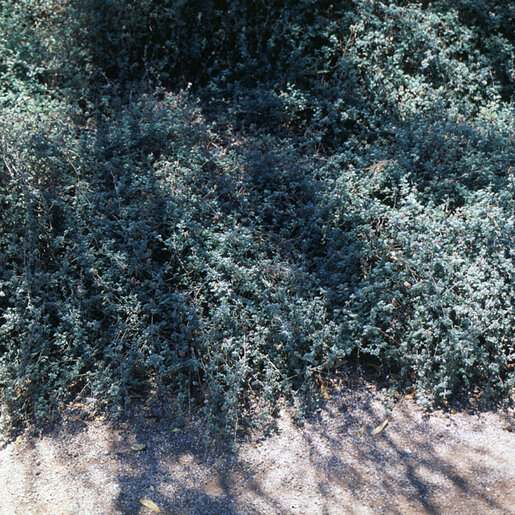 Dalea Greggii Trailing Indigo Bush Container | SiteOne