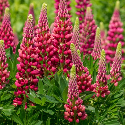 Lupinus Polyphyllus Gallery Red Shades Lupine | SiteOne