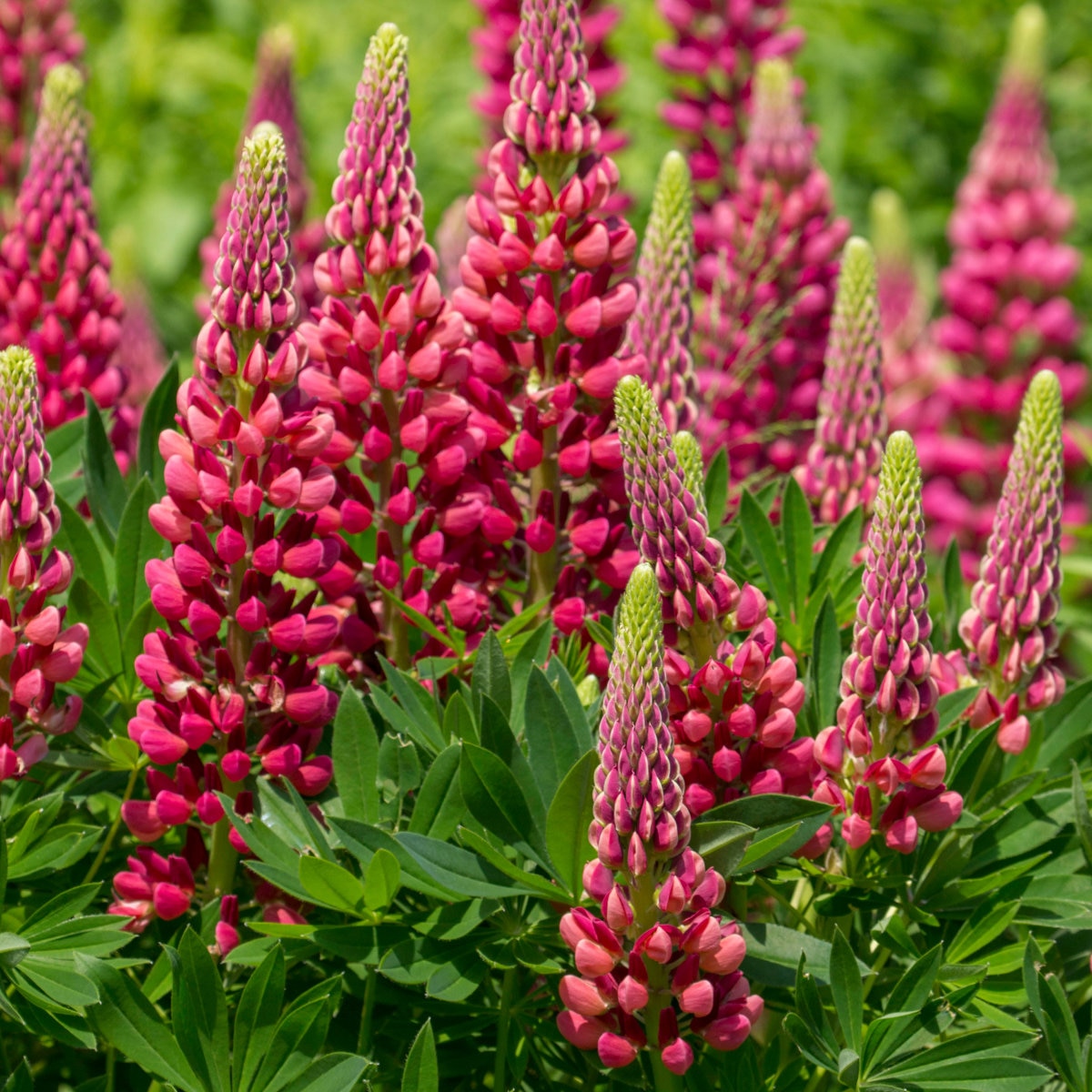 Lupinus Polyphyllus Gallery Red Shades Lupine | SiteOne