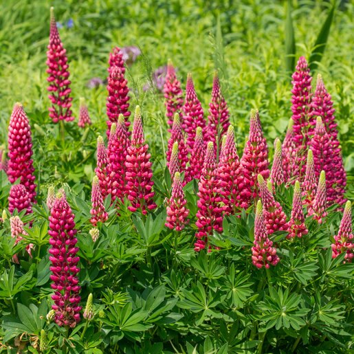 Lupinus Polyphyllus Gallery Red Shades Lupine | SiteOne