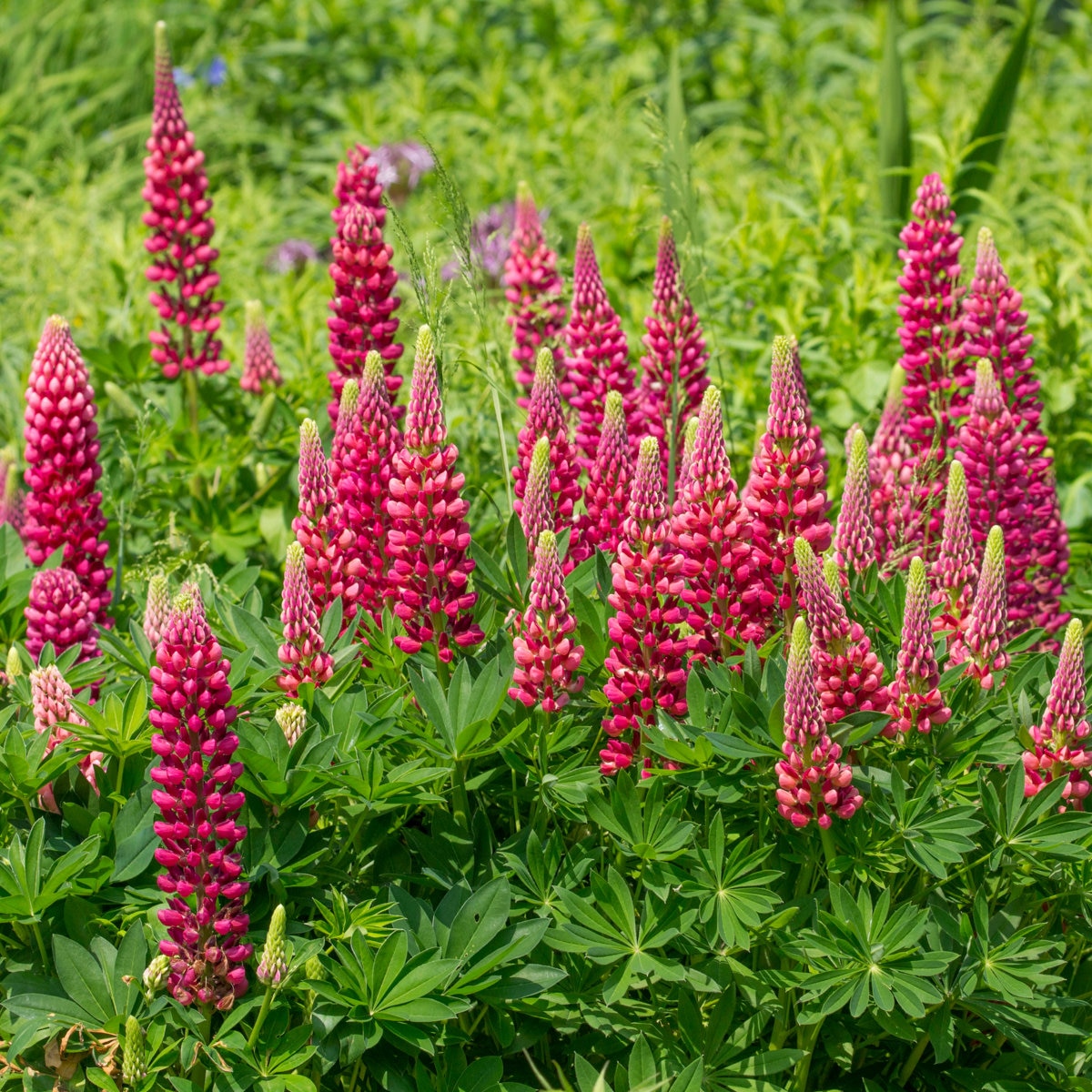 Lupinus Polyphyllus Gallery Red Shades Lupine | SiteOne