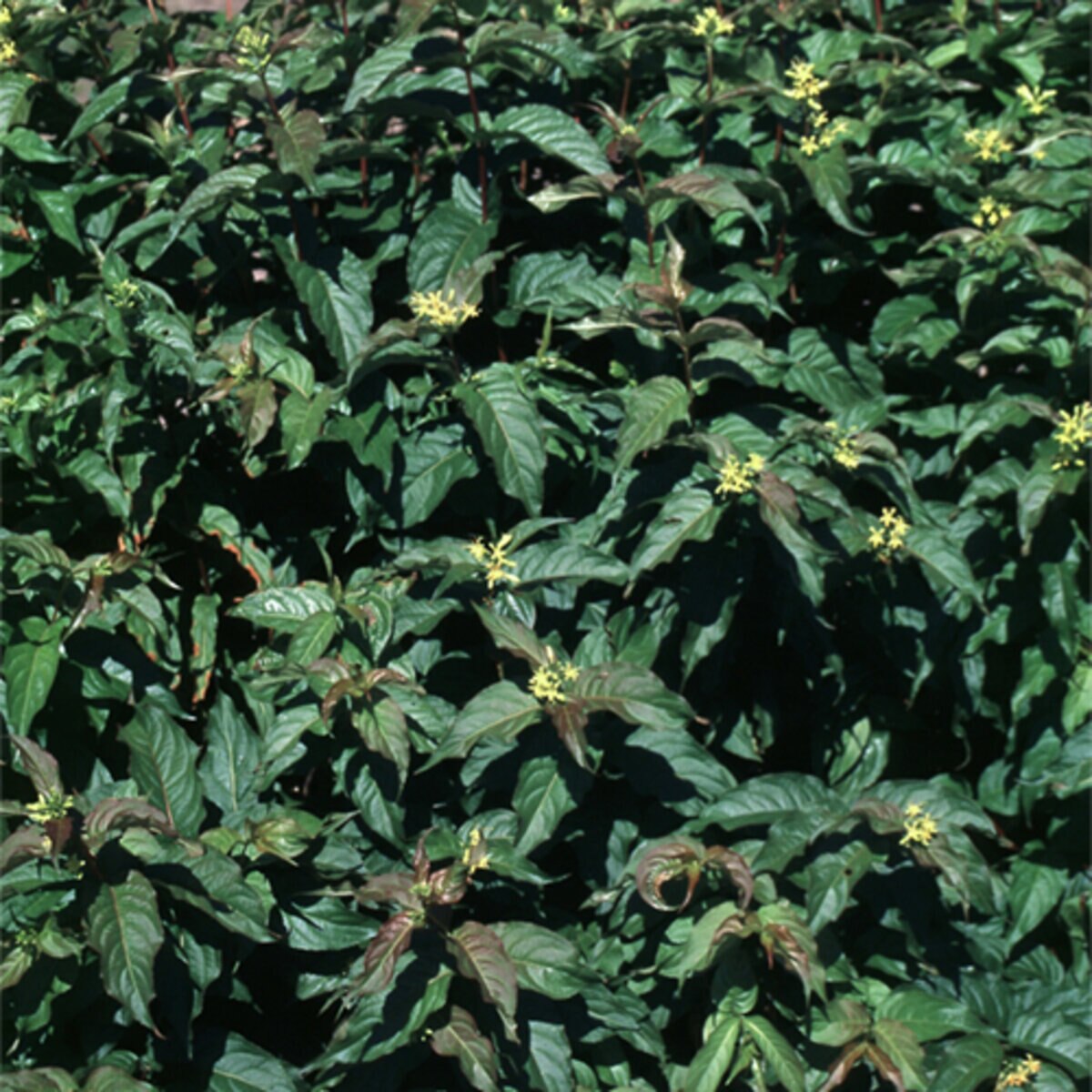 Diervilla Lonicera Dwarf Bush Honeysuckle | SiteOne