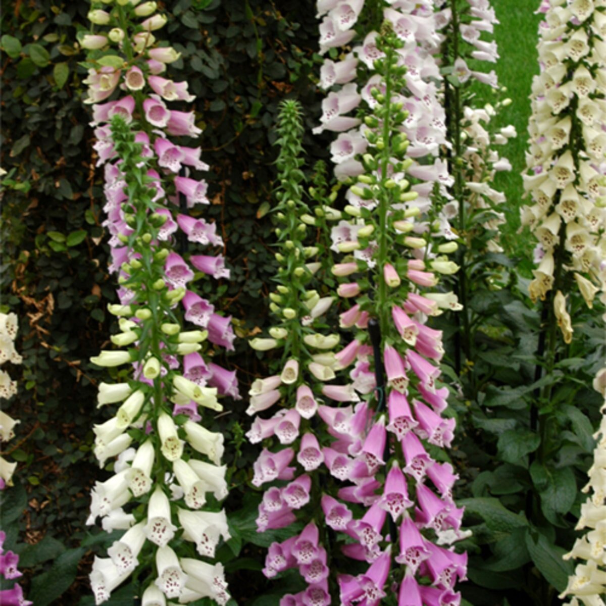 Digitalis Purpurea Excelsior Hybrid Foxglove | SiteOne