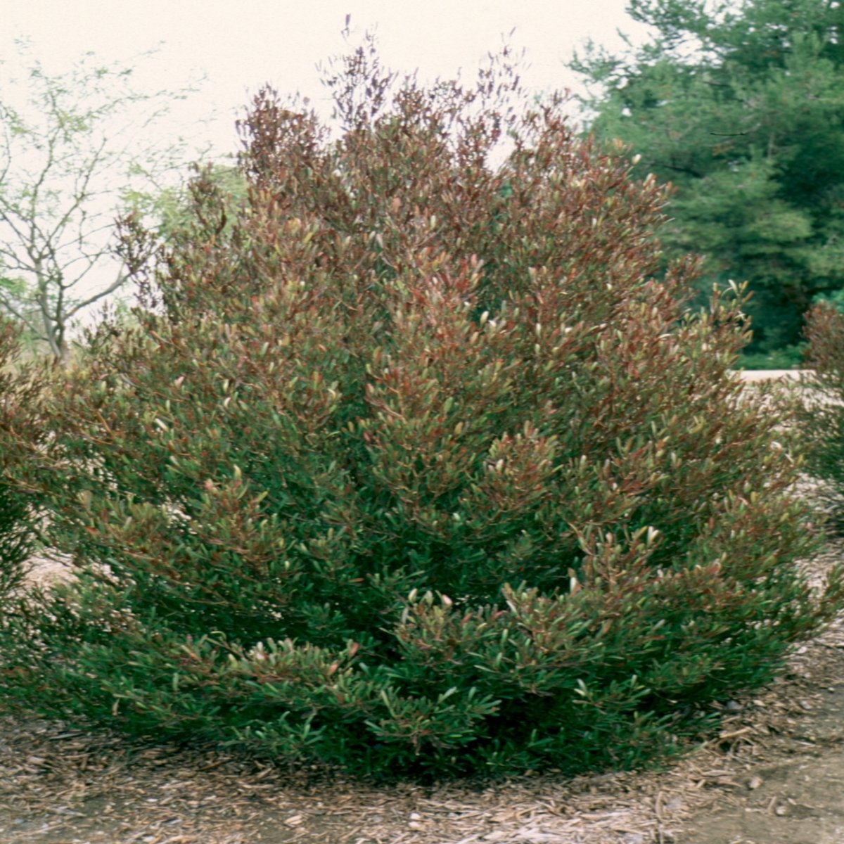 Dodonaea Viscosa Purpurea Hopbush | SiteOne