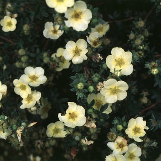 Potentilla Fruticosa Primrose Beauty Shrubby Cinquefoil | SiteOne