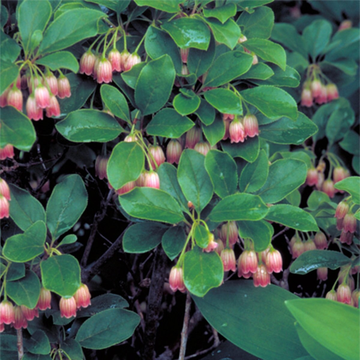 Enkianthus Campanulatus Redvein Enkianthus | SiteOne