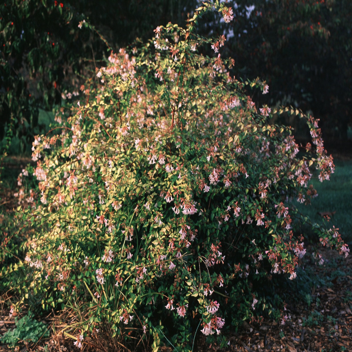 Abelia X Grandiflora Francis Mason Glossy Abelia | SiteOne