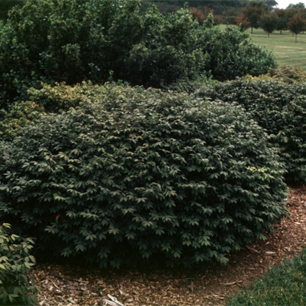 Euonymus Alatus Rudy Haag Dwarf Burning Bush | SiteOne