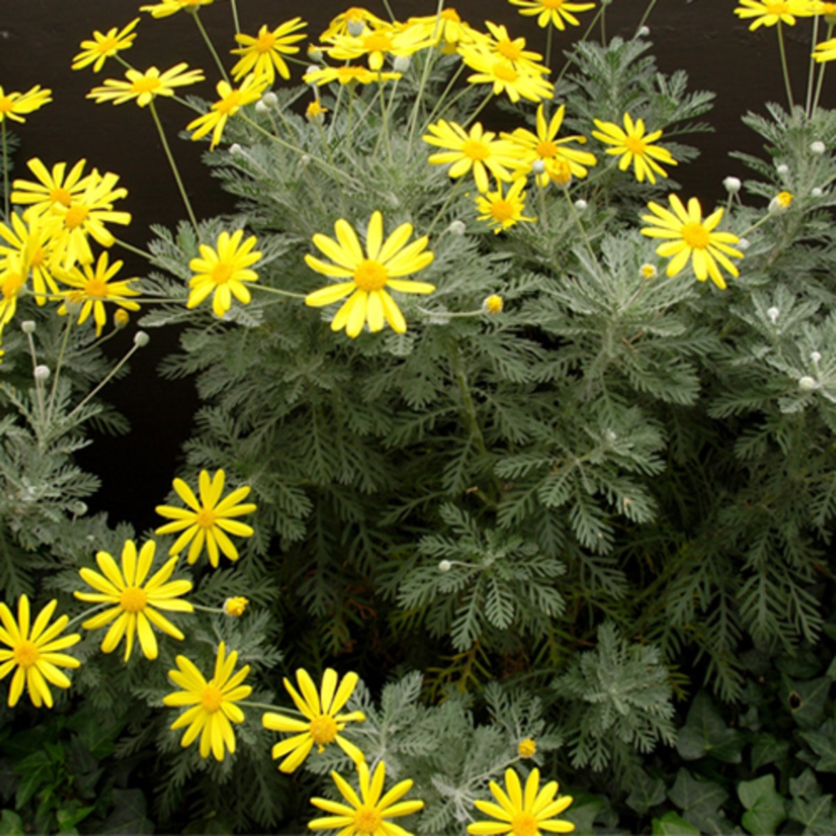 Euryops Pectinatus Golden Shrub Daisy | SiteOne