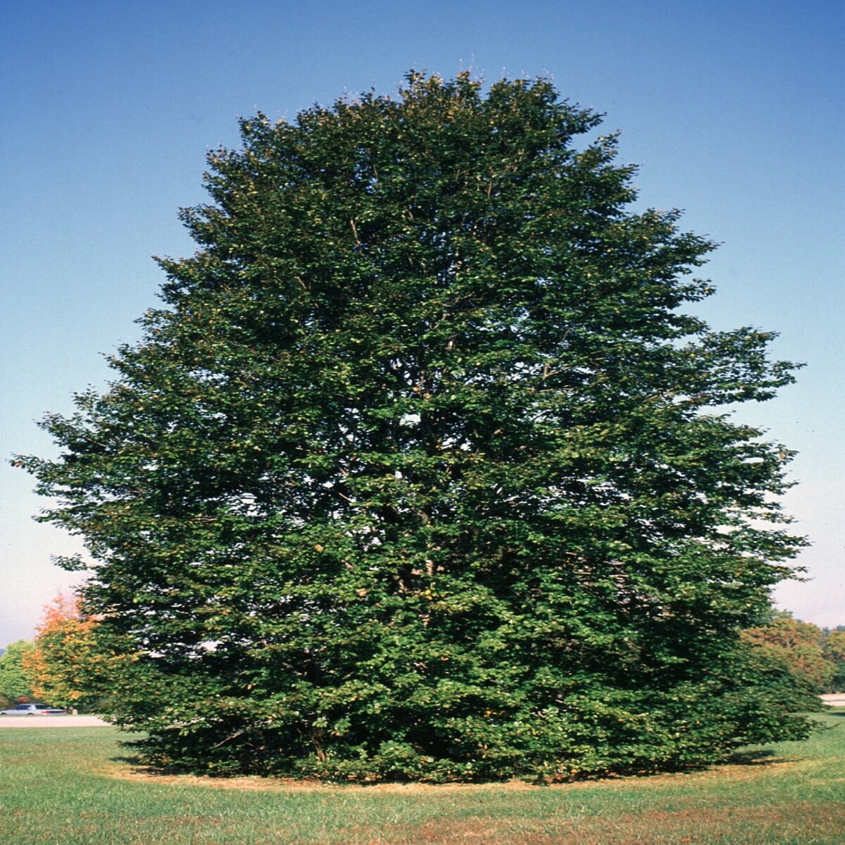 Fagus Sylvatica Riversii European Beech | SiteOne