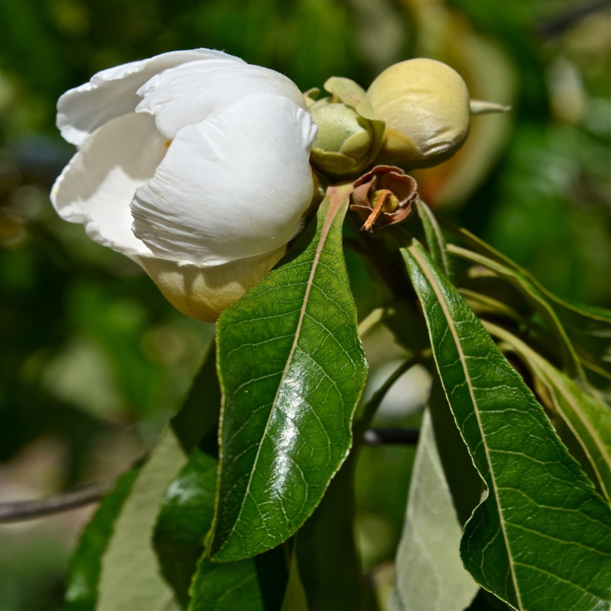 Franklinia Alatamaha Franklin Tree | SiteOne