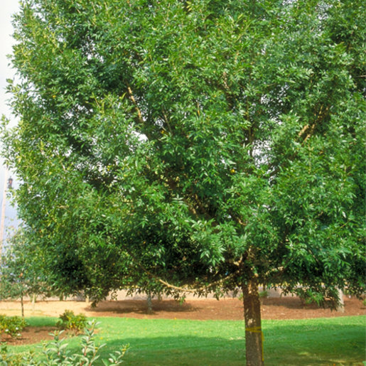 Fraxinus Pennsylvanica Patmore Green Ash | SiteOne
