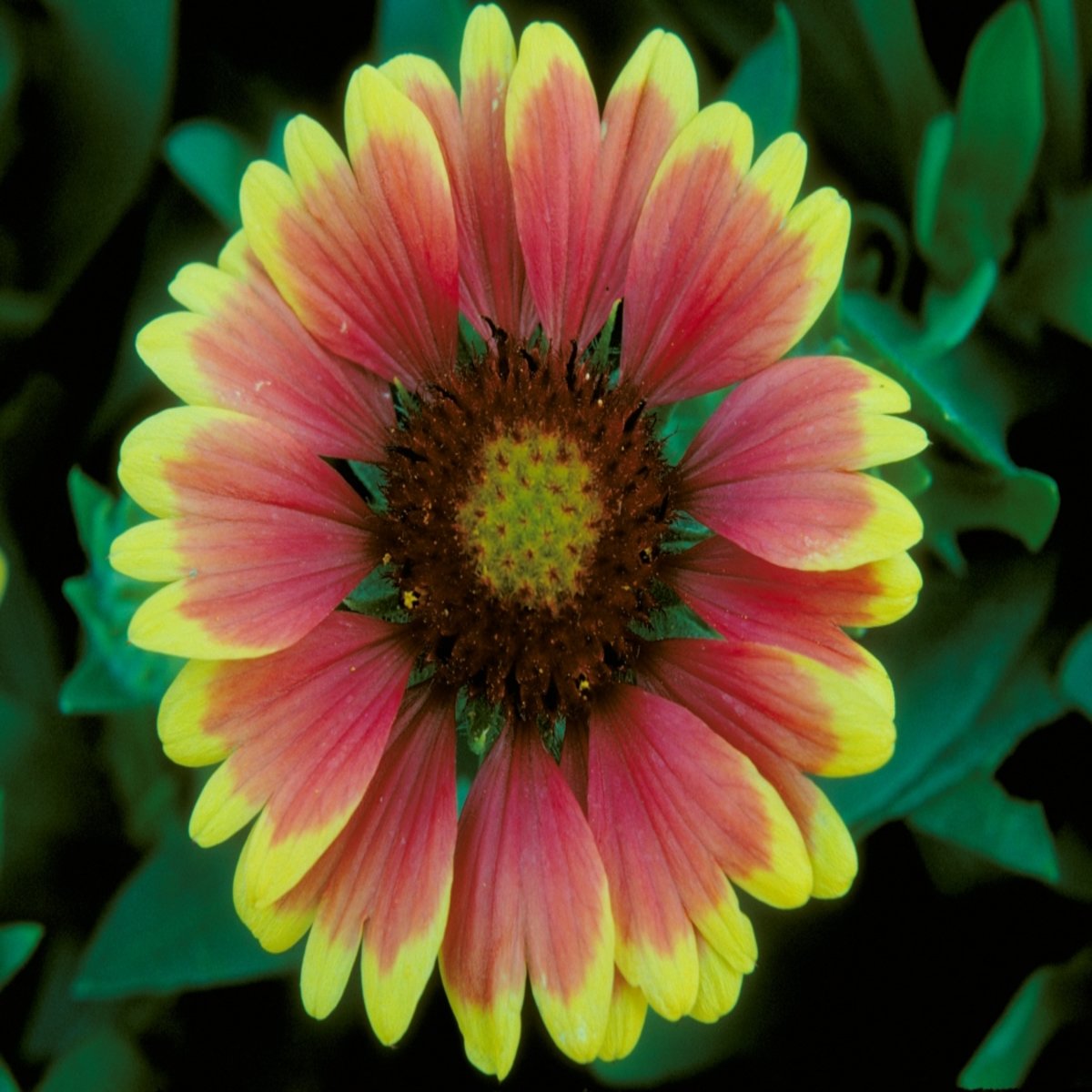 Gaillardia X Grandiflora Blanket Flower | SiteOne