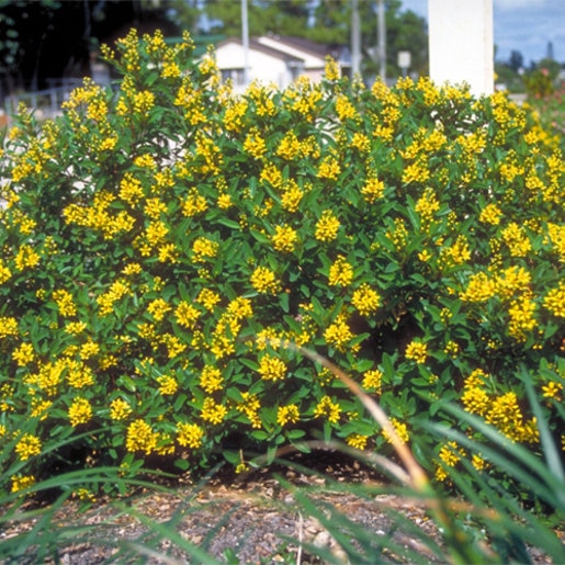 Galphimia Glauca Golden Showers | SiteOne