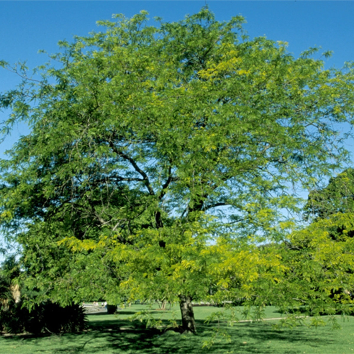 Gleditsia Triacanthos Thornless Honeylocust | SiteOne