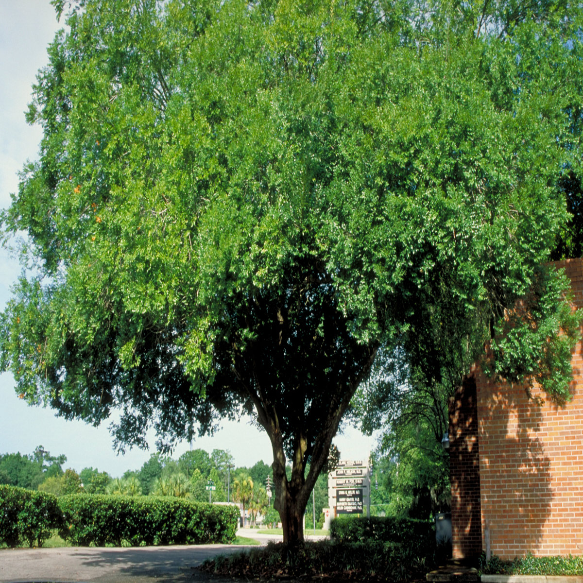 Ulmus Parvifolia Drake Chinese Elm | SiteOne