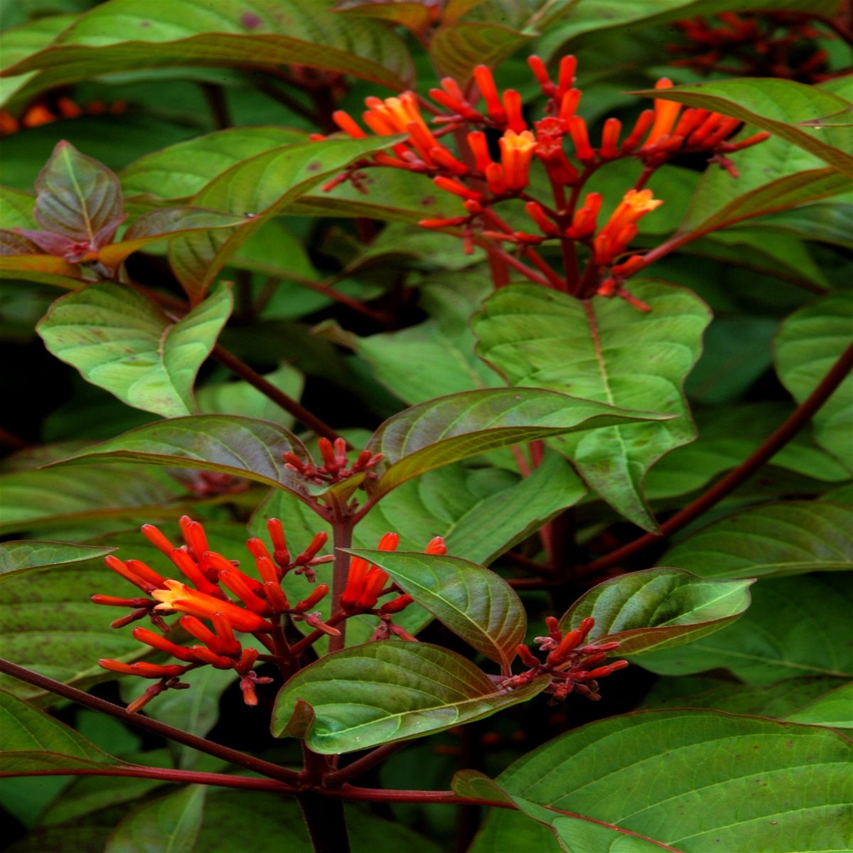 Hamelia Patens Firebush | SiteOne