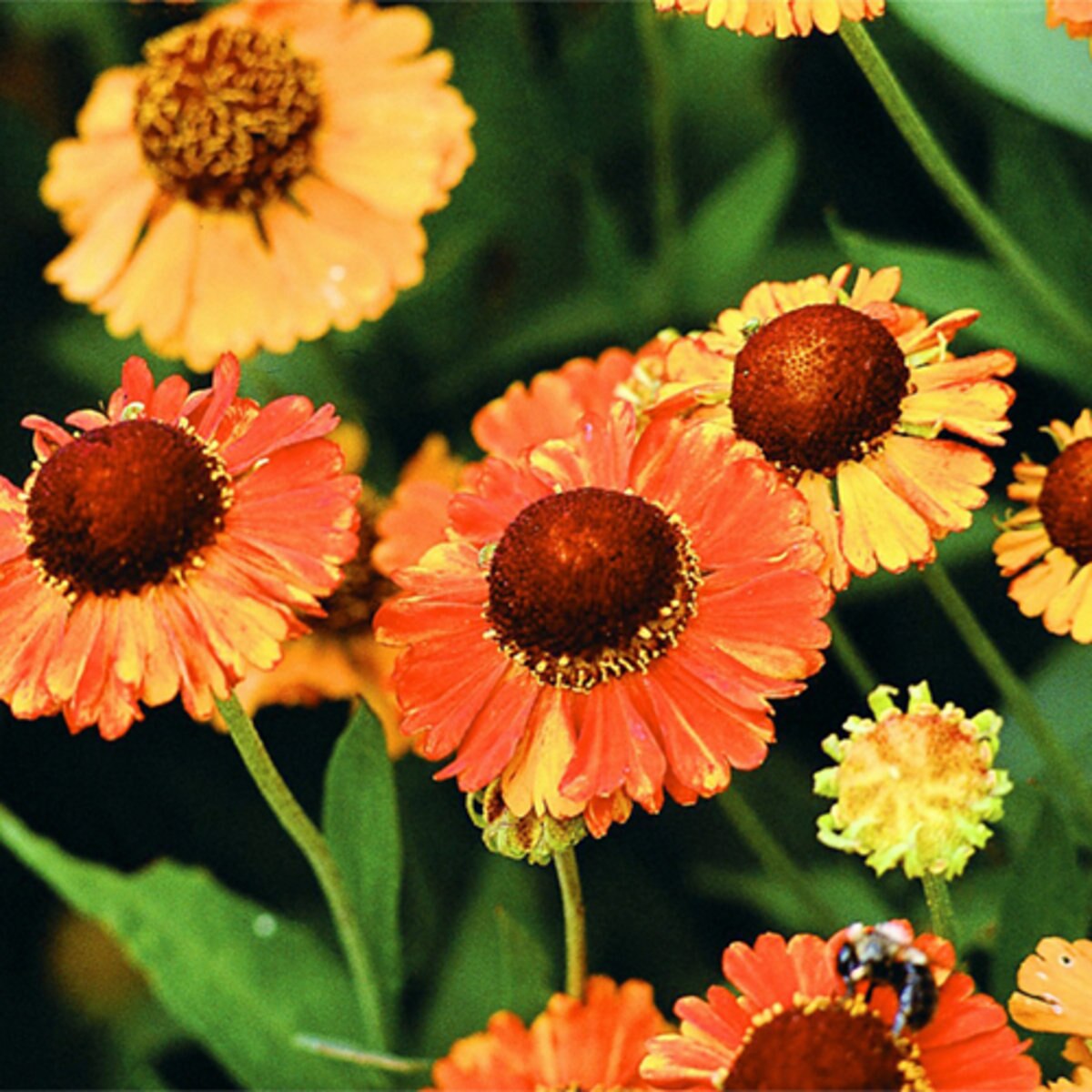 Helenium X Helbro Mardi Gras Sneezeweed | SiteOne