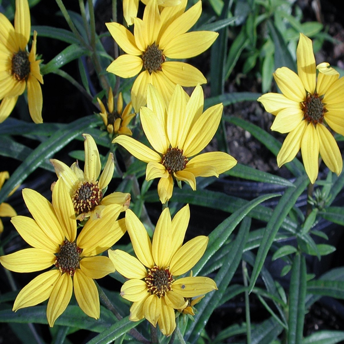 Helianthus Salicifolius First Light Willow-Leaved Sunfl | SiteOne