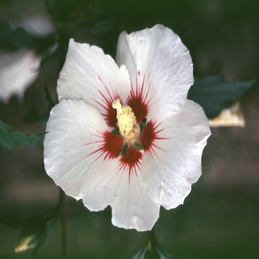 Hibiscus Syriacus Helene Rose of Sharon | SiteOne