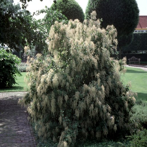 Holodiscus Discolor Ocean Spray | SiteOne