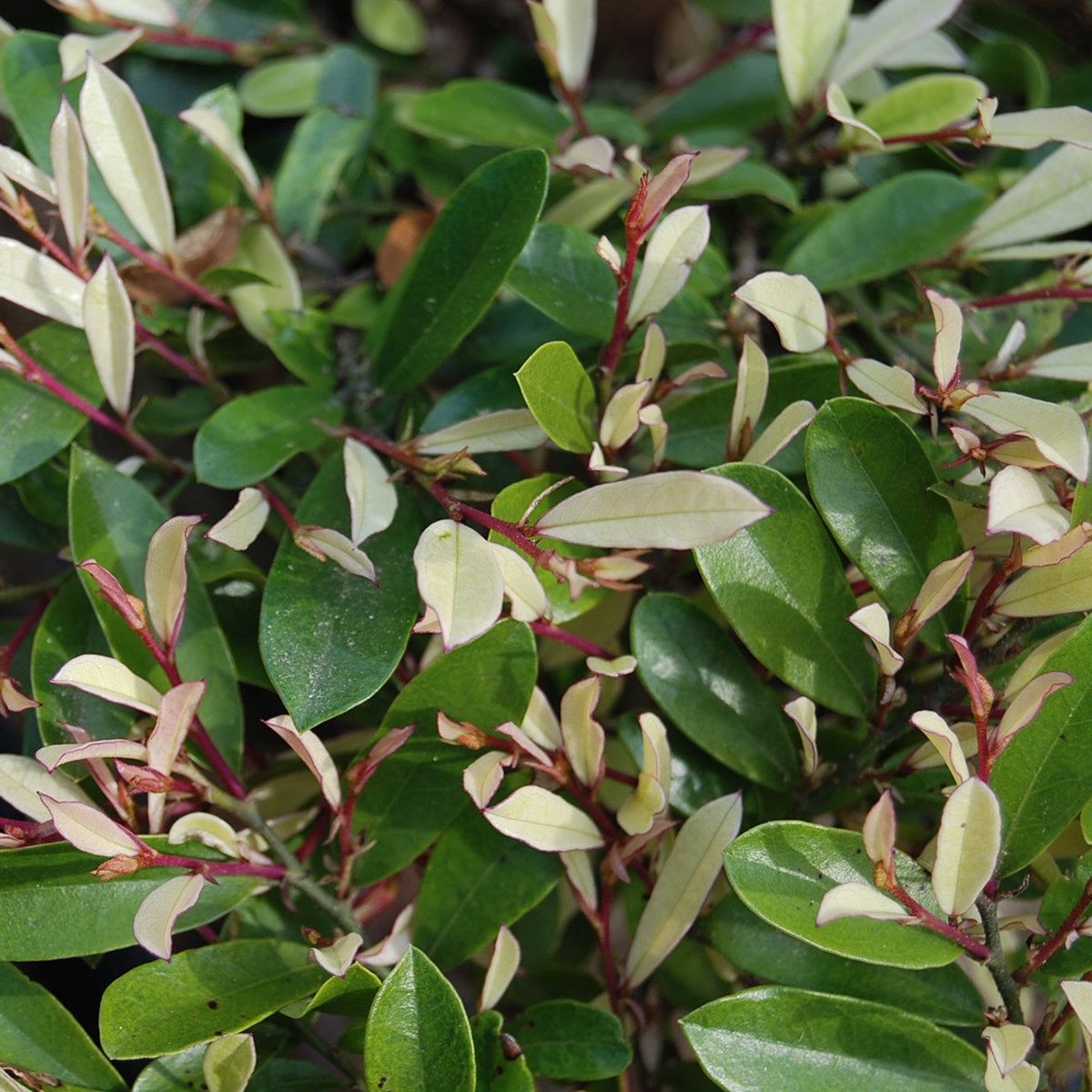 Distylium X Spring Frost Distylium | SiteOne