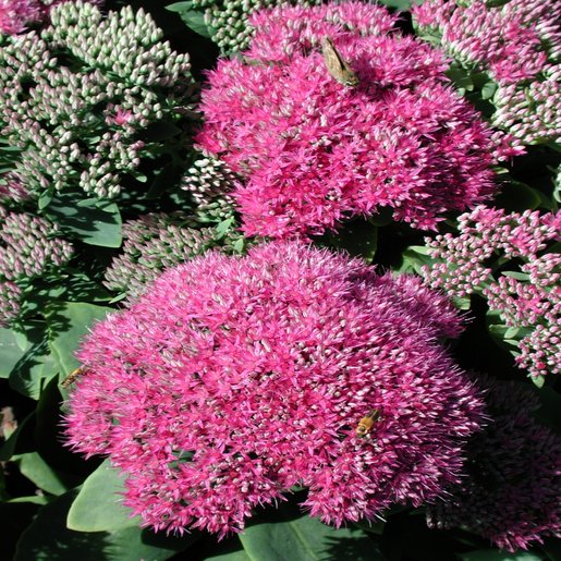 Sedum Spectabile Neon Stonecrop | SiteOne