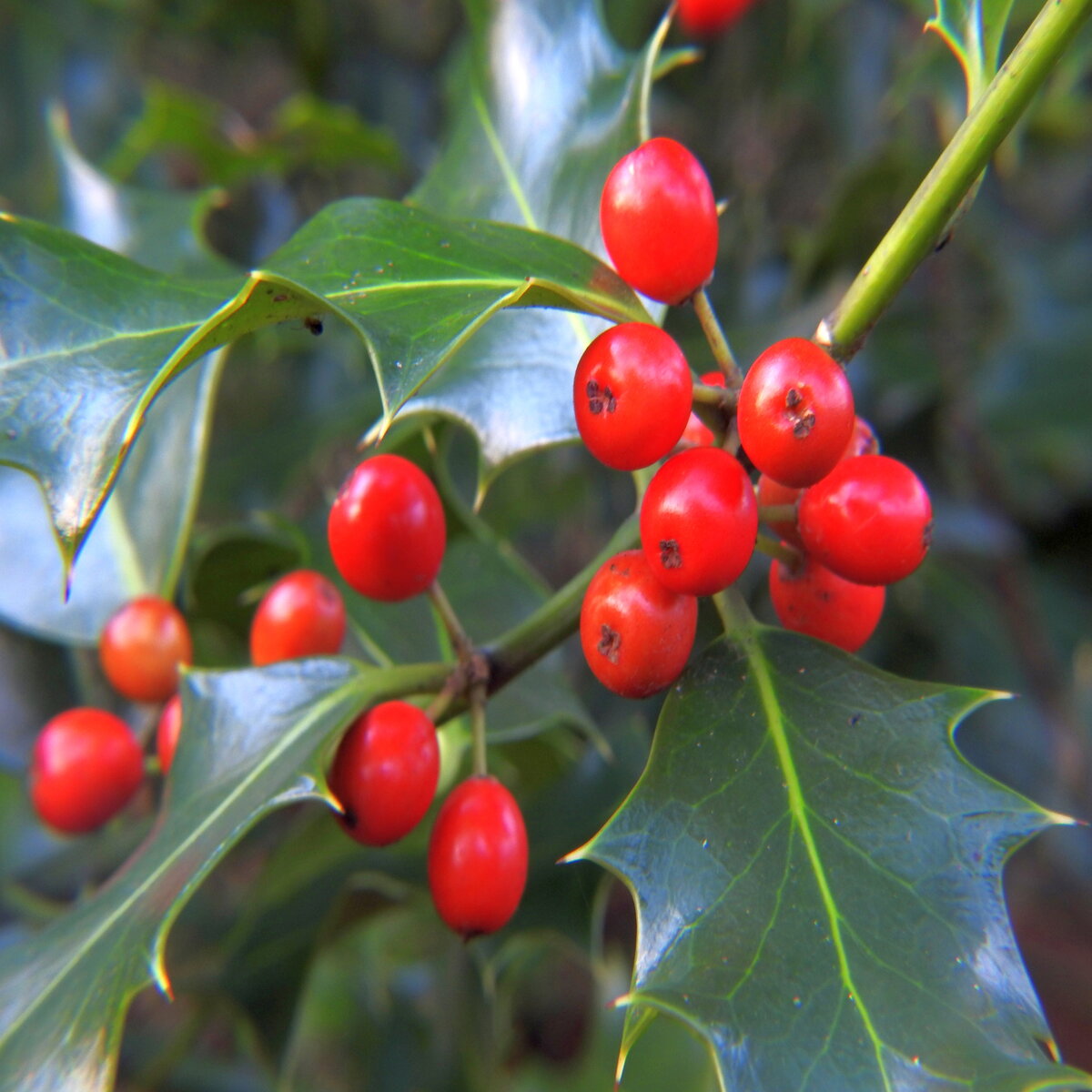 Ilex X Greenleaf Holly | SiteOne