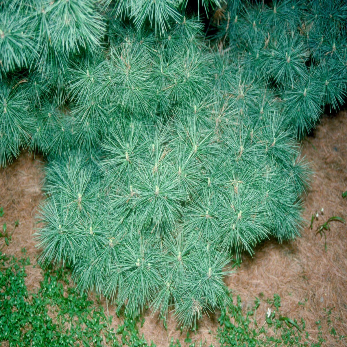 Pinus Strobus Nana Dwarf Eastern White Pine | SiteOne