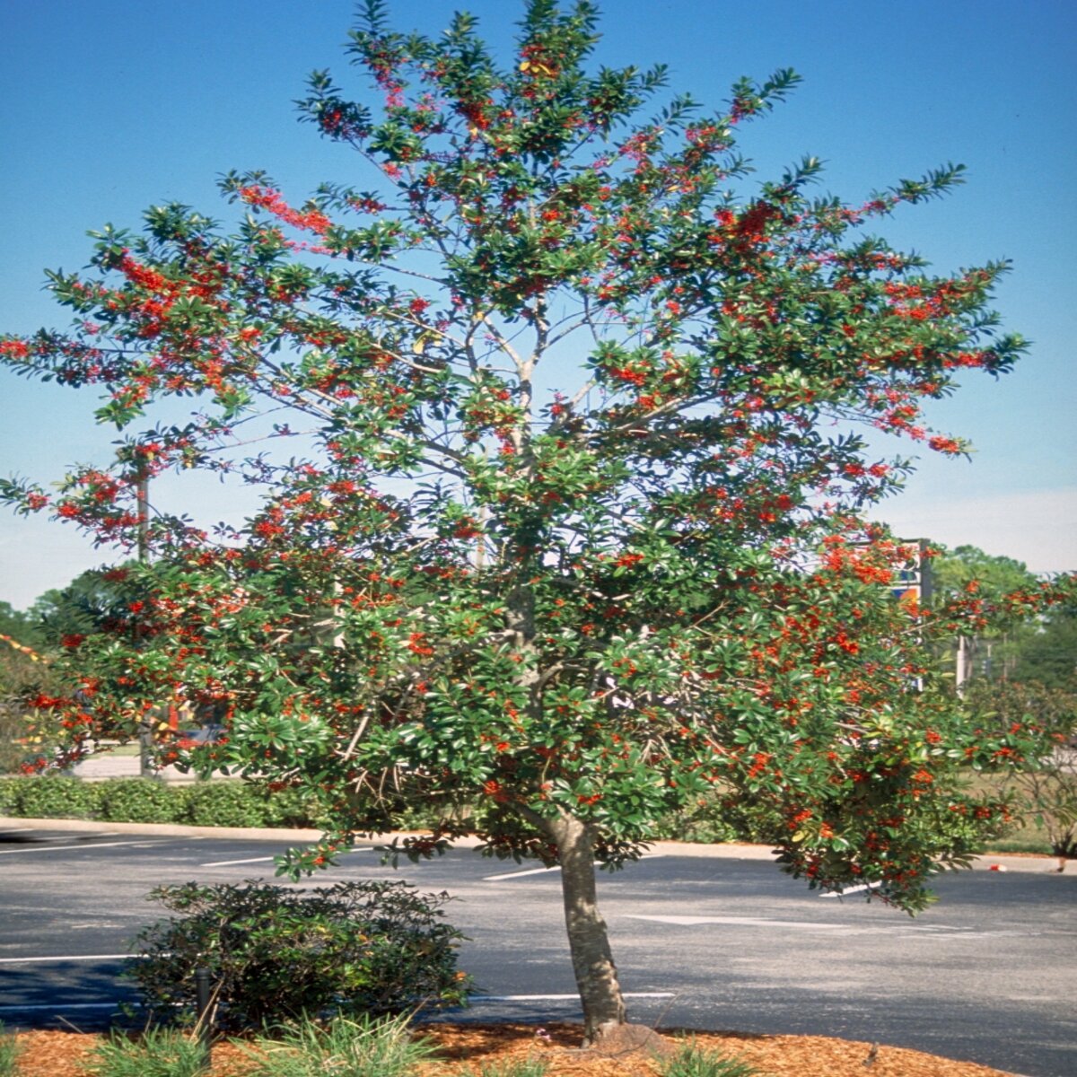Ilex Cassine Dahoon Holly | SiteOne