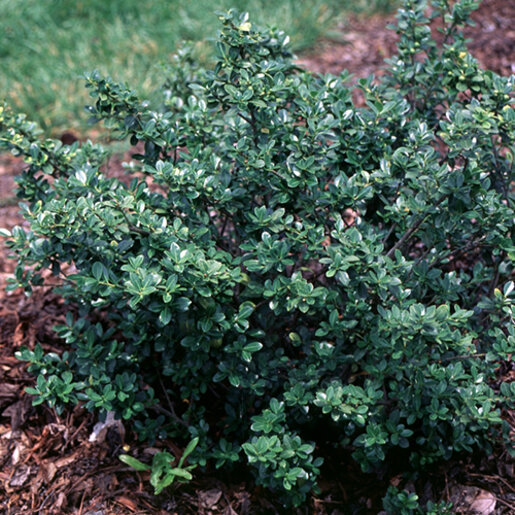 Ilex Crenata Green Lustre Japanese Holly | SiteOne