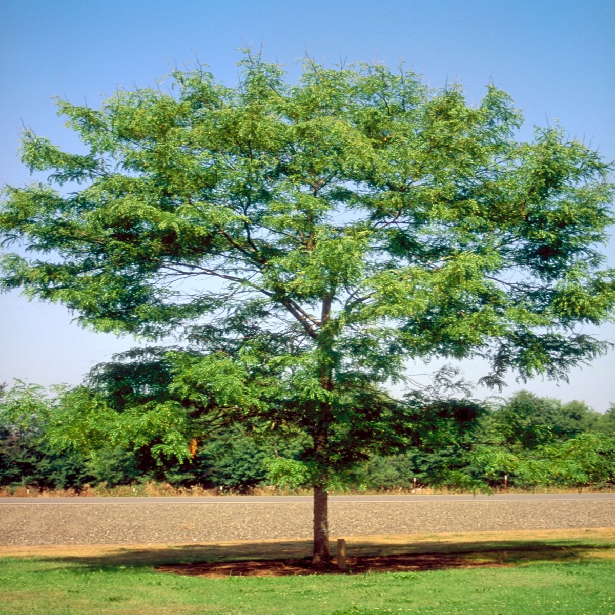 Gleditsia Triacanthos var. Inermis Skyline Thornless Ho | SiteOne