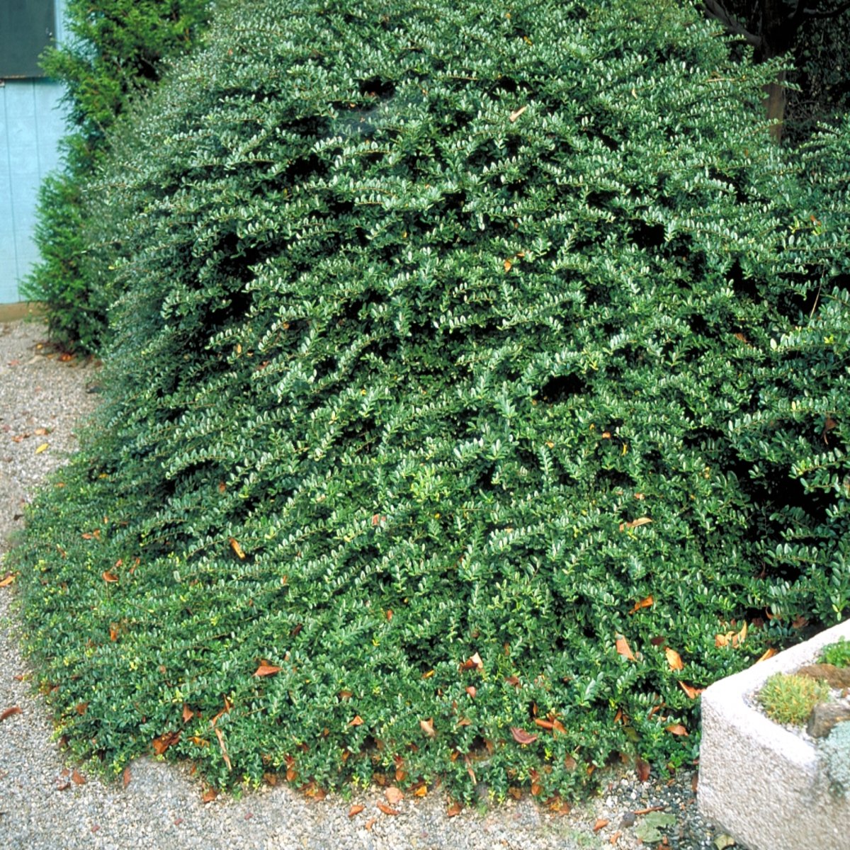 Ilex Crenata Japanese Holly | SiteOne