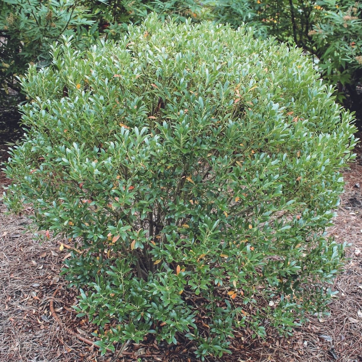 Ilex Glabra Shamrock Inkberry Holly | SiteOne