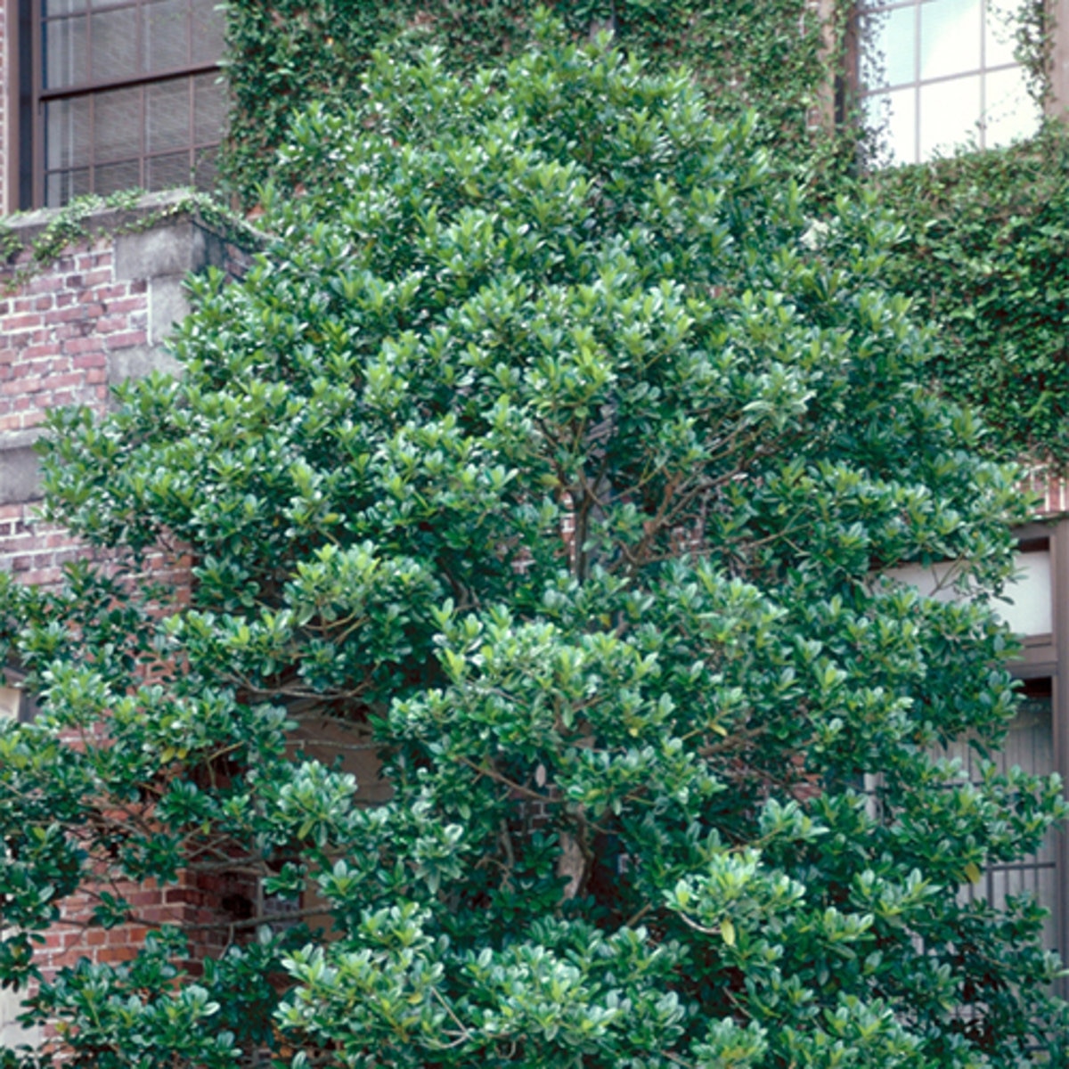 Ilex Latifolia Lusterleaf Holly Siteone