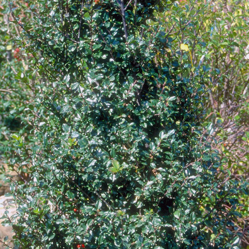 Ilex X Meserveae Blue Prince Blue Holly | SiteOne