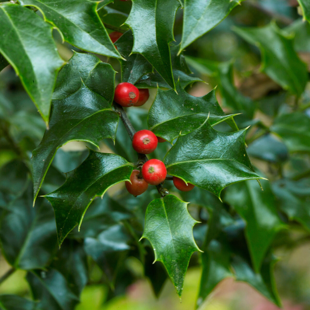 Ilex X Aquipernyi Meschick Dragon Lady Holly | SiteOne