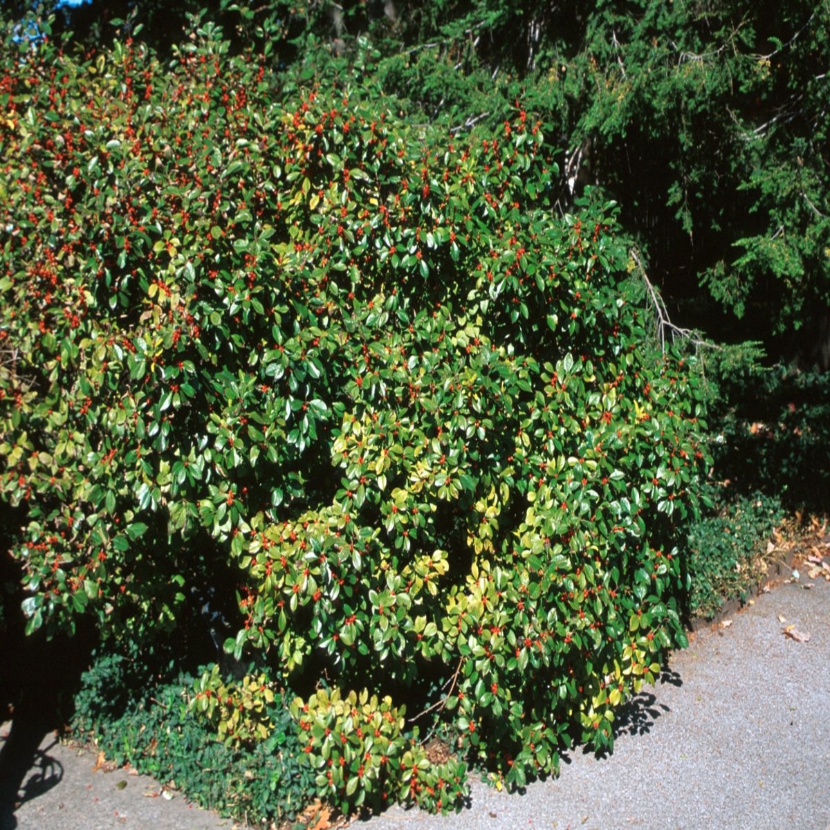Ilex Verticillata Afterglow Winterberry Holly | SiteOne