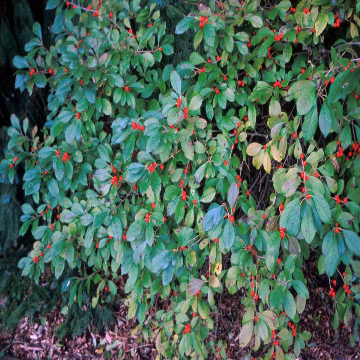 Ilex Verticillata Jim Dandy Winterberry | SiteOne