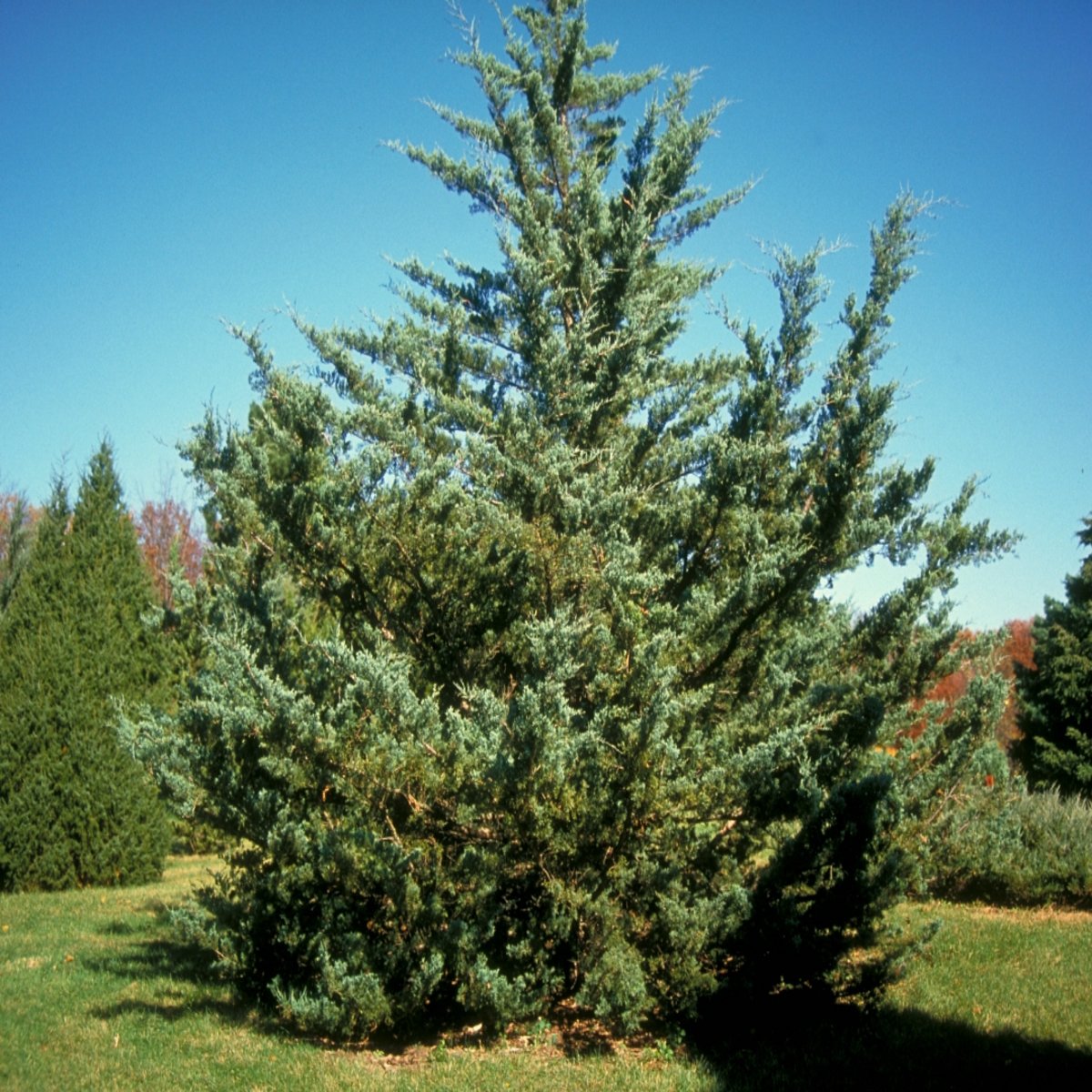 Juniperus Virginiana Glauca Eastern Red Cedar | SiteOne