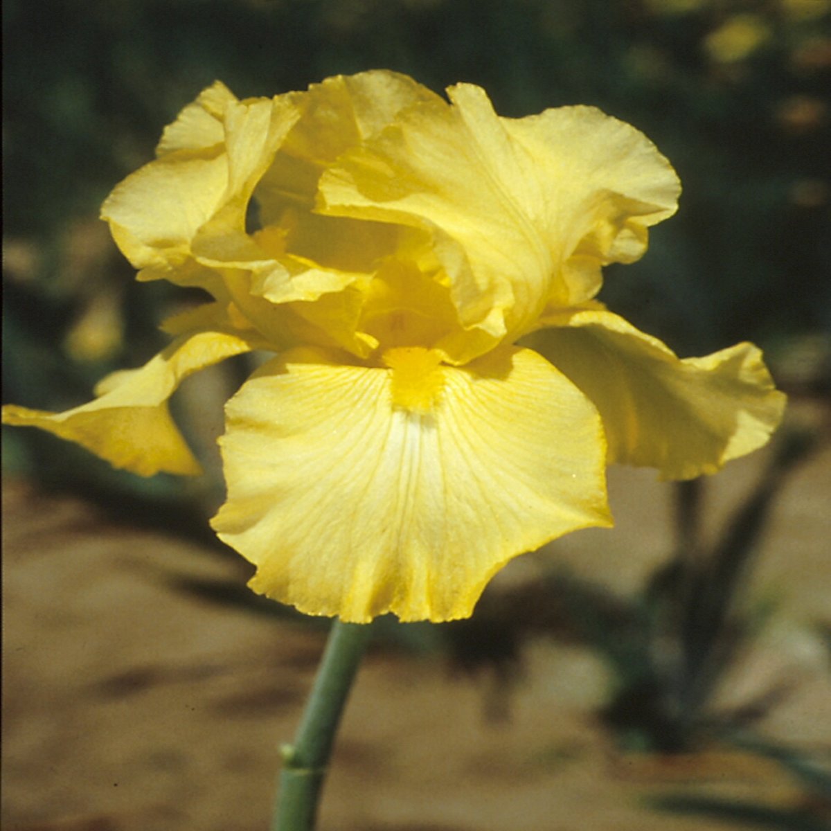 Iris Germanica Harvest of Memories Bearded Iris | SiteOne