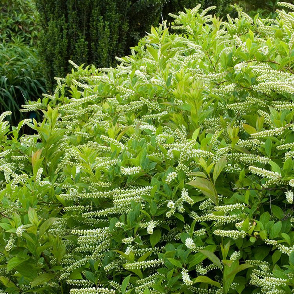 Itea Virginica Color Choice Little Henry Sweetspire | SiteOne