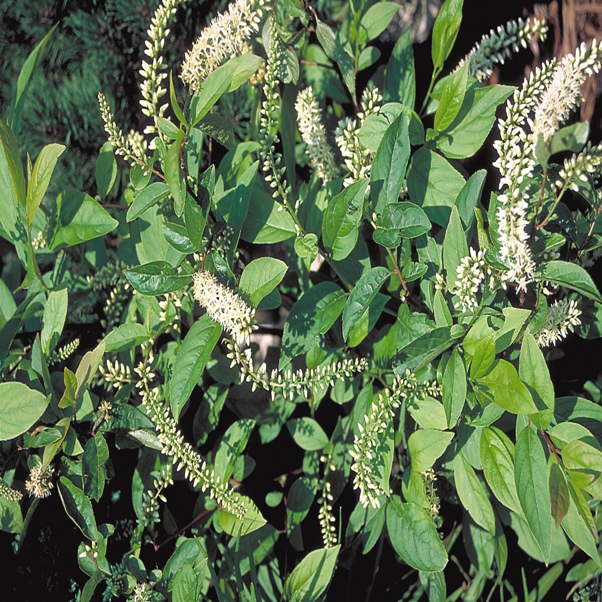 Itea Virginica Virginia Sweetspire | SiteOne