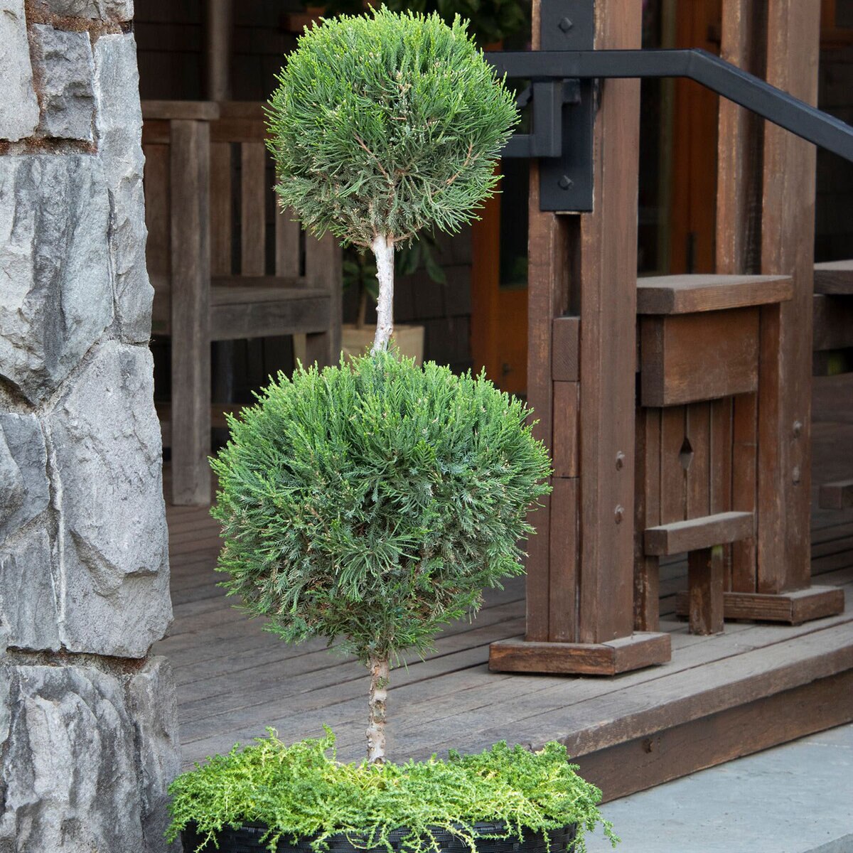 Juniperus Chinensis Mint Julep Chinese Juniper | SiteOne