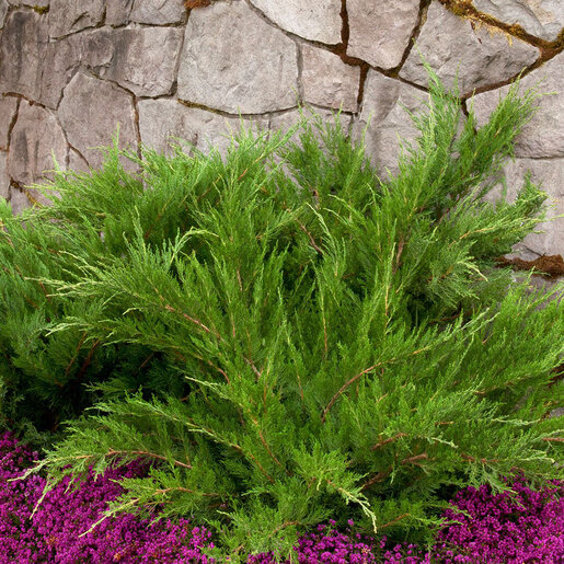 Juniperus Chinensis Mint Julep Chinese Juniper | SiteOne